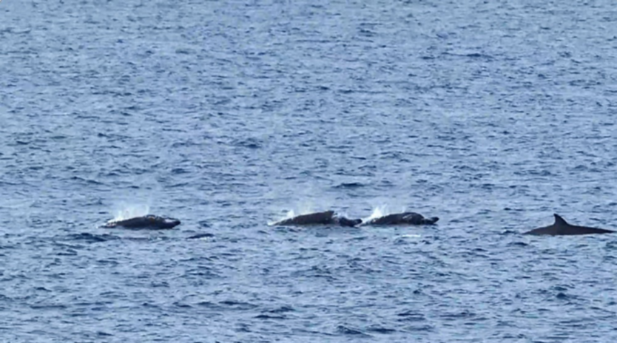 World’s Rarest Whales Recorded on Video | Adventure Travel News